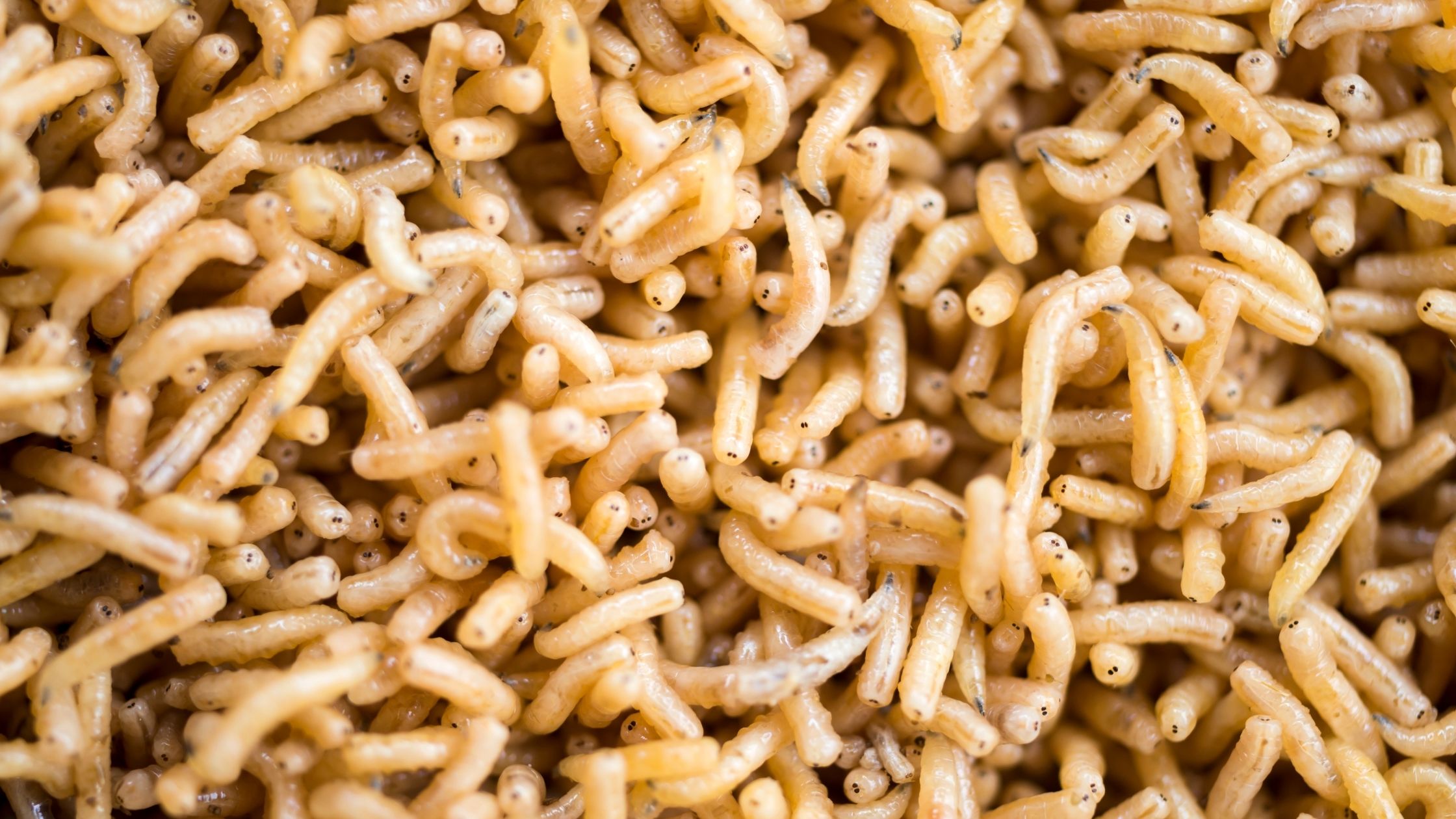 Types of Fishing Worms